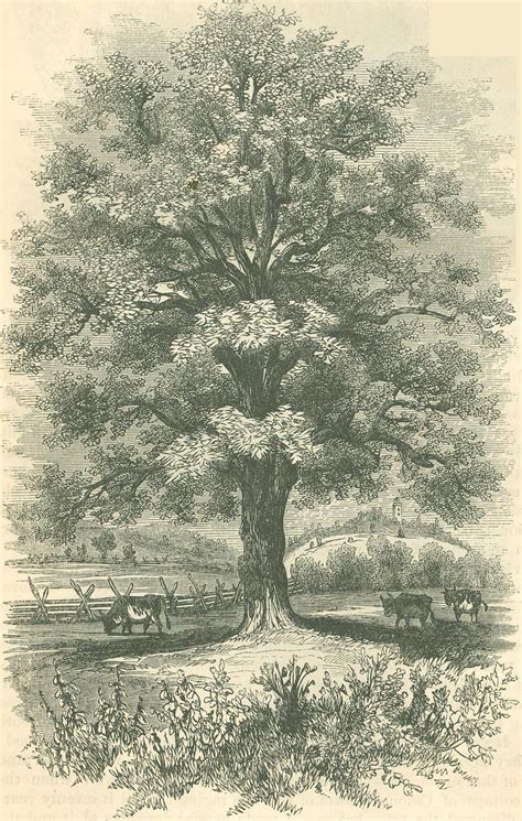Beautiful Walnut Tree Drawings For Art Enthusiasts
