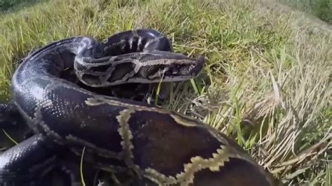Robotic Rabbits Join Fight Against Invasive Pythons In Florida Everglades