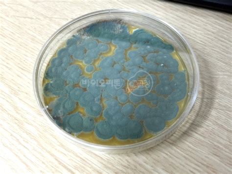 곰팡이 포자 얼마나 작은지 보여드리죠 네이버 블로그