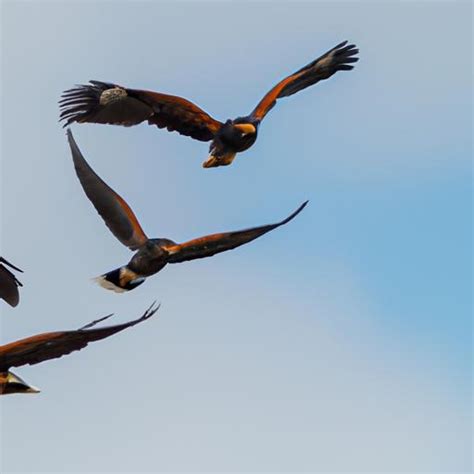 The Fascinating World Of The Harris Hawk A Comprehensive Guide