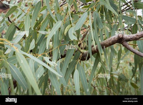 Eucalyptus Tree Leaves
