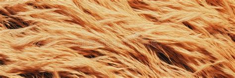 Short Dry Grass Texture With Yellowed Tips Showcasing Natural Patterns