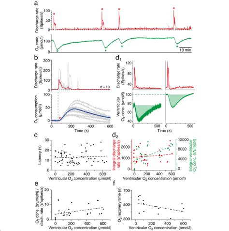 Systematic Correlation Between Neuronal Activity And Ventricular O 2 Download Scientific
