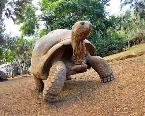 The 10 Best Mauritius Nature And Wildlife Areas 2025 Tripadvisor