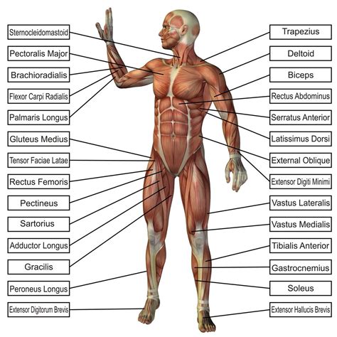 Laminated 24x24 Poster Anatomy Of Human Body Parts Body Parts
