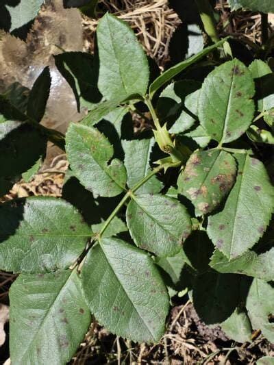 Banishing Black Spots On Roses A Comprehensive Guide What Is Black