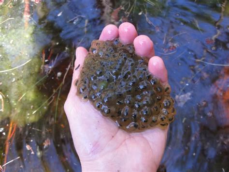 Toad Eggs Vs Frog Eggs