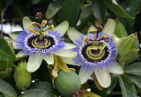 Passiflora Caerulea Evergreen Climbers Free Jigsaw Puzzles Puzzle