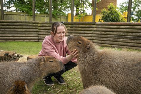 Meet The Capybaras At Hertfordshire Zoo Hertfordshire Zoo