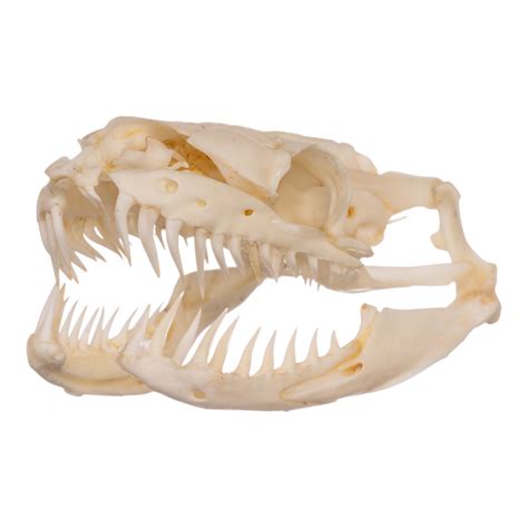 Real Reticulated Python Skull For Sale — Skulls Unlimited International