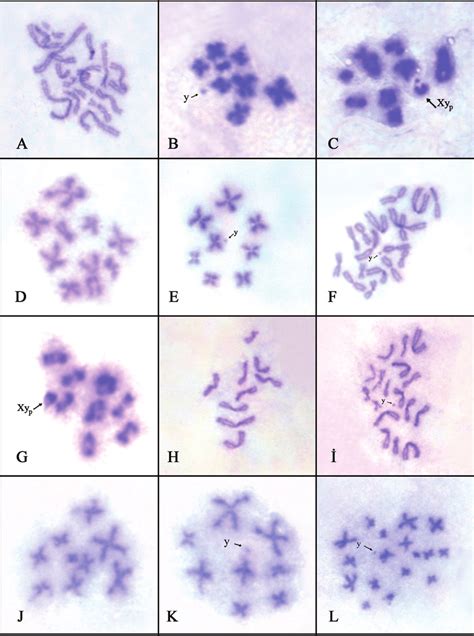 A Female Mitotic Metaphase Of Trichodes Favarius B C Male Meiotic
