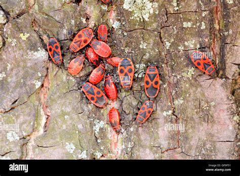 Colony Of Black And Red Firebug Or Pyrrhocoris Apterus Adults And
