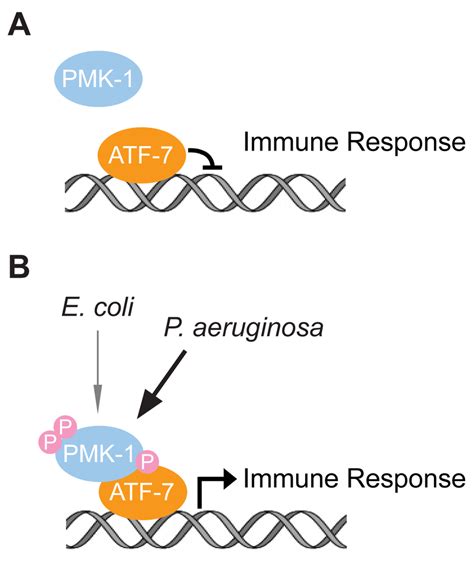 Model For The Function Of Atf 7 In C Elegans Innate Immunity A