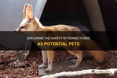 Exploring The Safety Of Fennec Foxes As Potential Pets Petshun