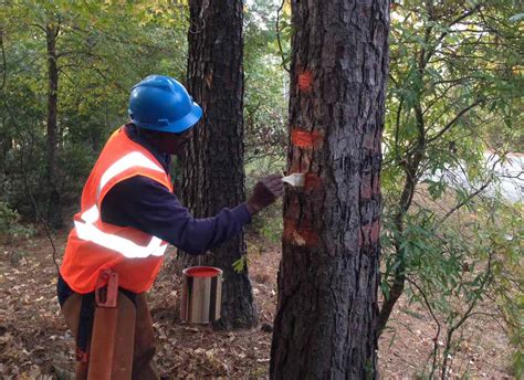 The Essentials Of Timber And Tree Marking Symbols