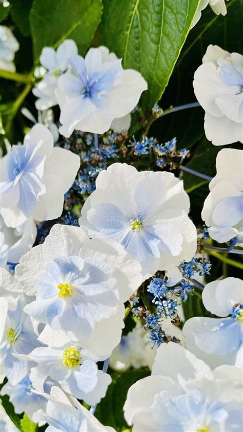 Big Leaf Hydrangea Stock Image Image Of Popular Penny 304746183