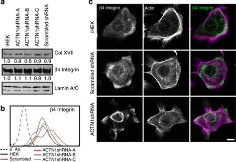 Alpha Actinin 1 Actn1 Knockdown And Effects On Hemidesmosomal Protein