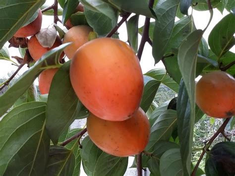 가을풍성한 수확의 계절 네이버 블로그