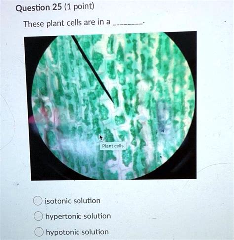 Solved Question 25 1 Point These Plant Cells Are In A Plant Cells