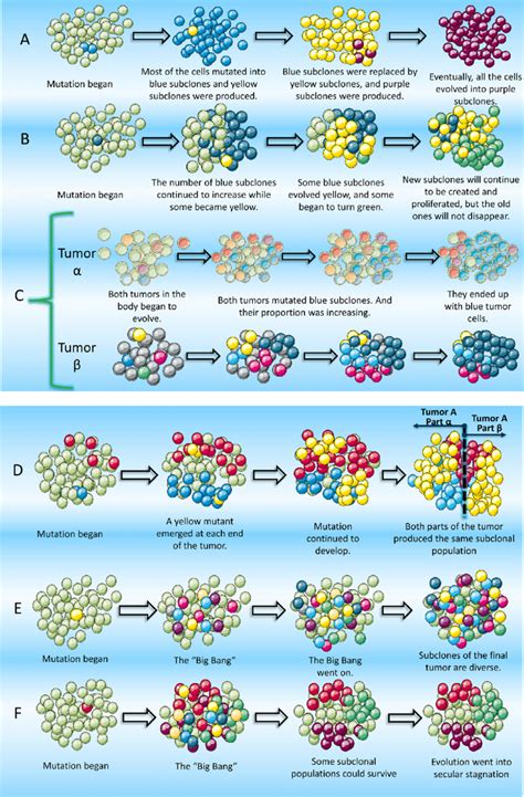 Linear Evolution Branching Evolution And Convergent Evolution Of The Download Scientific