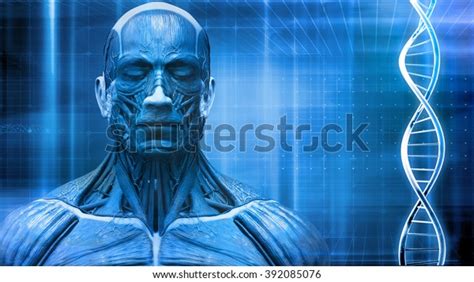 Front View Human Face Anatomy Muscles Stock Illustration 392085076