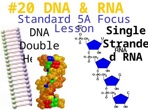 PPT 20 DNA And RNA Structures DOKUMEN TIPS
