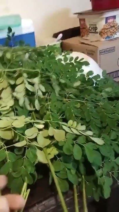 Drink Muringa Leaves For The Health Motivational Life Good Good