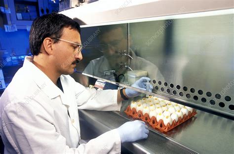 Bird Flu Research Stock Image C006 9735 Science Photo Library