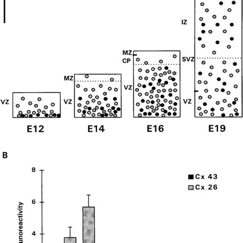 Expression Of Cxs In The Developing Dorsal Telencephalic Wall Of Rat