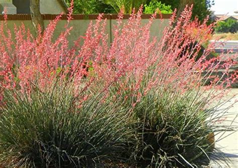 Hesperaloe Parviflora Flower