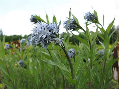 Амсония иволистная (Amsonia tabernaemontana)