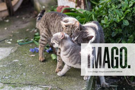 Male Cats Mating