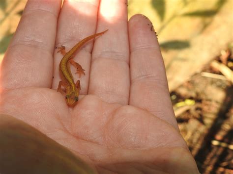 Juvenile Newt Kent Uk Unsure If Smooth Or Palmate R Amphibians