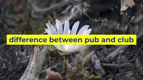 difference between pub and club sinaumedia