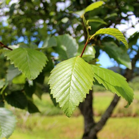 Alnus Rubra Alnus Rubra Picturethis