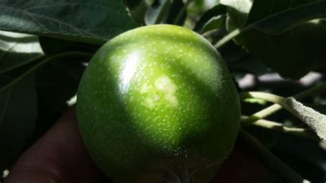 Can Anyone Help Us With Our Granny Smith Disease Or Pest