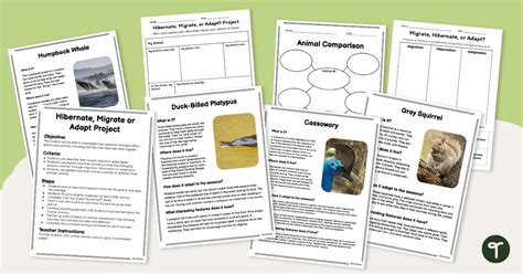 Adapting Migrating And Hibernating Animals Research Project Teach Starter
