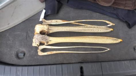 Хотон шувууны эд эрхтэн тээвэрлэж явсан үйлдлийг илрүүлжээ