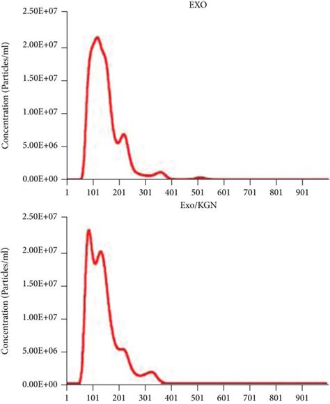 Extraction And Characterization Of Exos A The Morphology Of Exos In Download Scientific