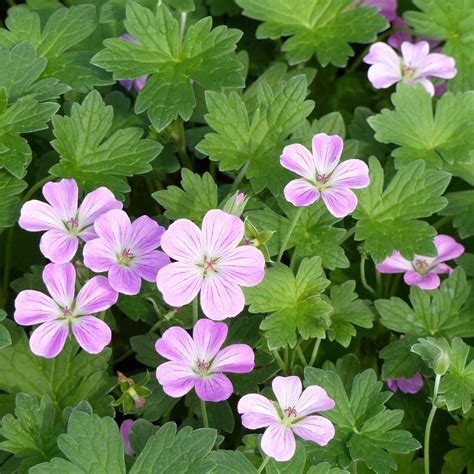Geranium Riversleaianum Mavis Simpson Géranium Vivace Rose Clair