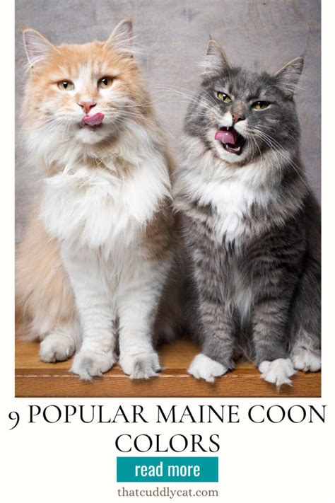 9 Popular Maine Coon Colors That Cuddly Cat