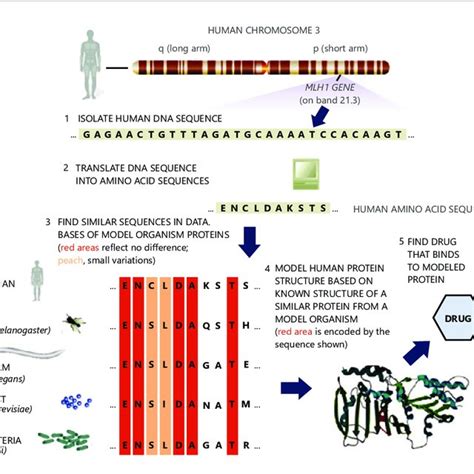 Shows A Schematic Outlining How Scientists Can Use Bioinformatics To