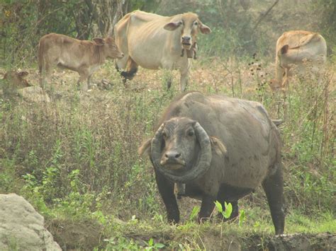 황소 물소 롱혼 Pixabay의 무료 사진 Pixabay