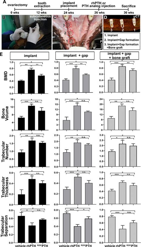 Enhancing Bone Regeneration And Osseointegration Using Rhpth1 34 And Dimeric R25cpth1 34 In