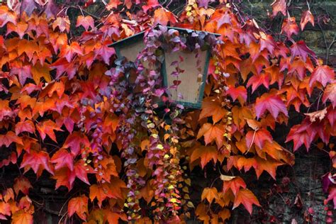 무료 이미지 나무 자연 빛 꽃 주황색 칸델라 빨간 색깔 램프 화려한 조명 시즌 가로등 이파리 조로 가을 잎 단풍 피 레드 우디 식물