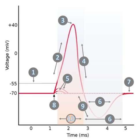 Bio 2050 Ch 12 16 Conductive Segment Flashcards Quizlet