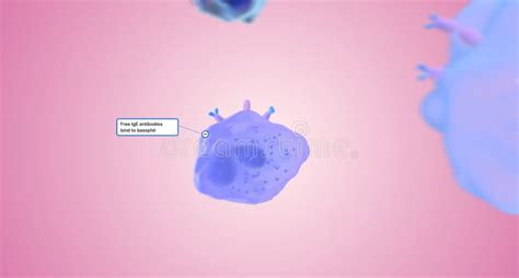 Ige Binds To Mast Cells And Basophils Stock Illustration Illustration