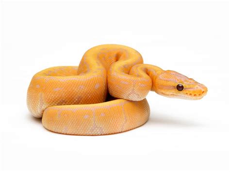 Morph List World Of Ball Pythons