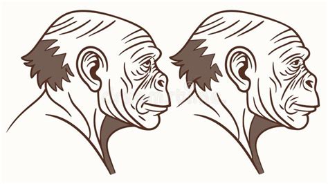 Biology Stages Stock Illustrations 4602 Biology Stages Stock