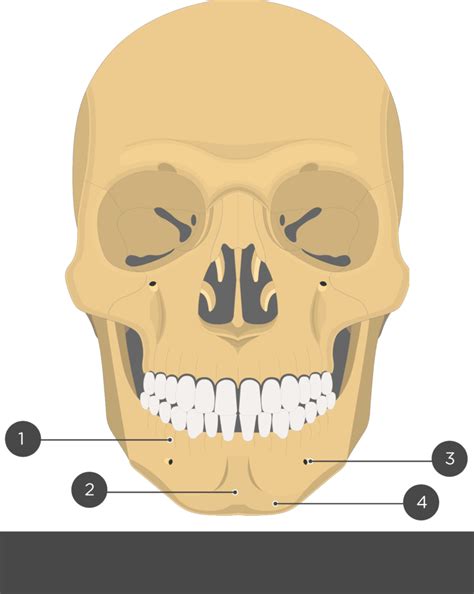 Mandible Bone Anatomy And Labeled Diagram Getbodysmart